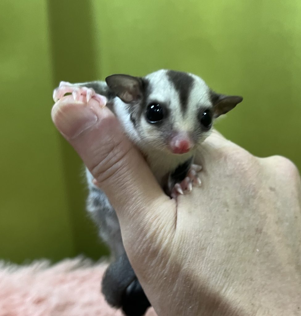 フクロモモンガ ノーマルhetクリミノ(NA5)男の子 2025.1.28脱嚢 | MOMONGAふぁーすと